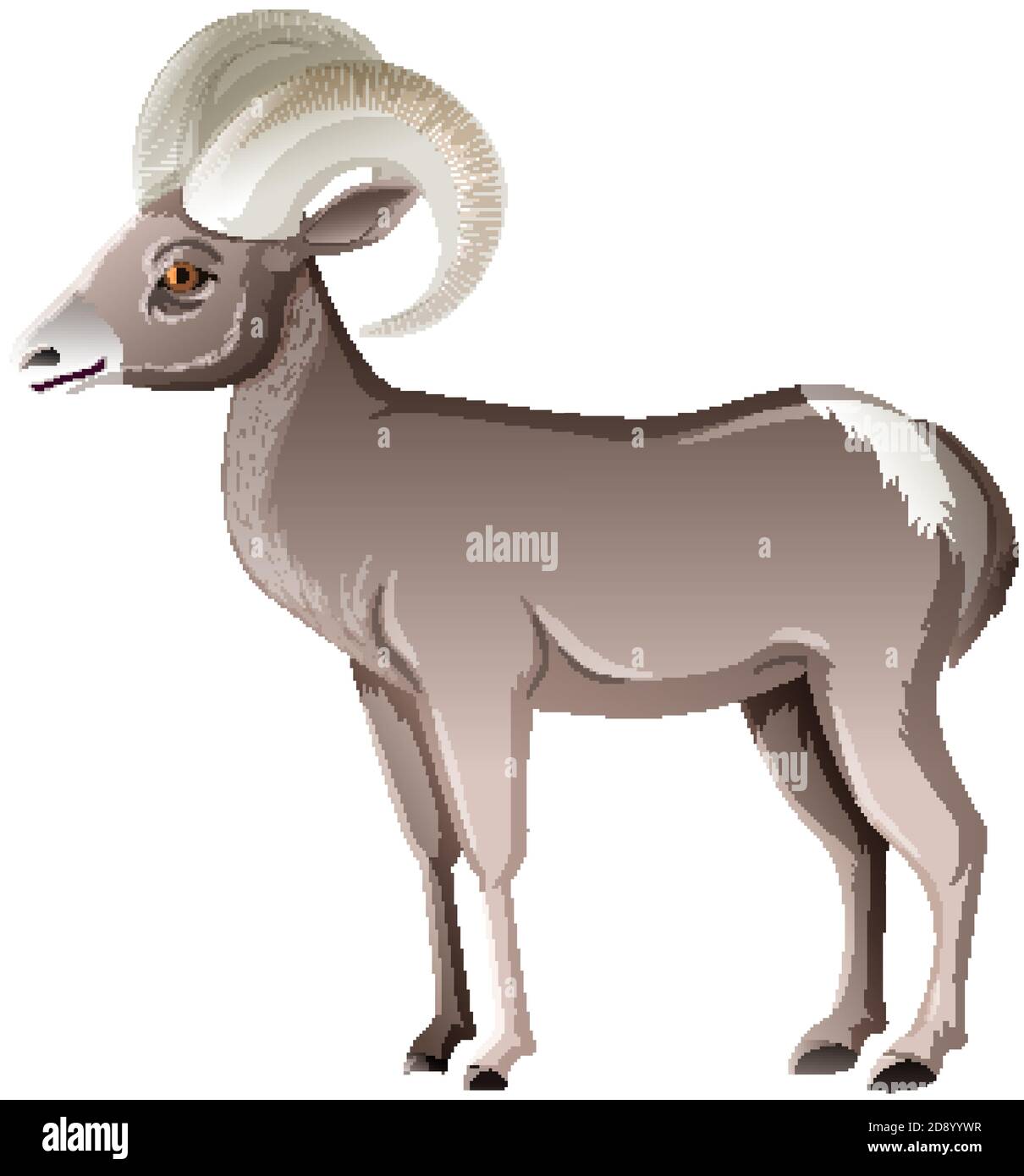 Desert Bighorn Sheep isolated on white background illustration Stock Vector Image & Art - Alamy