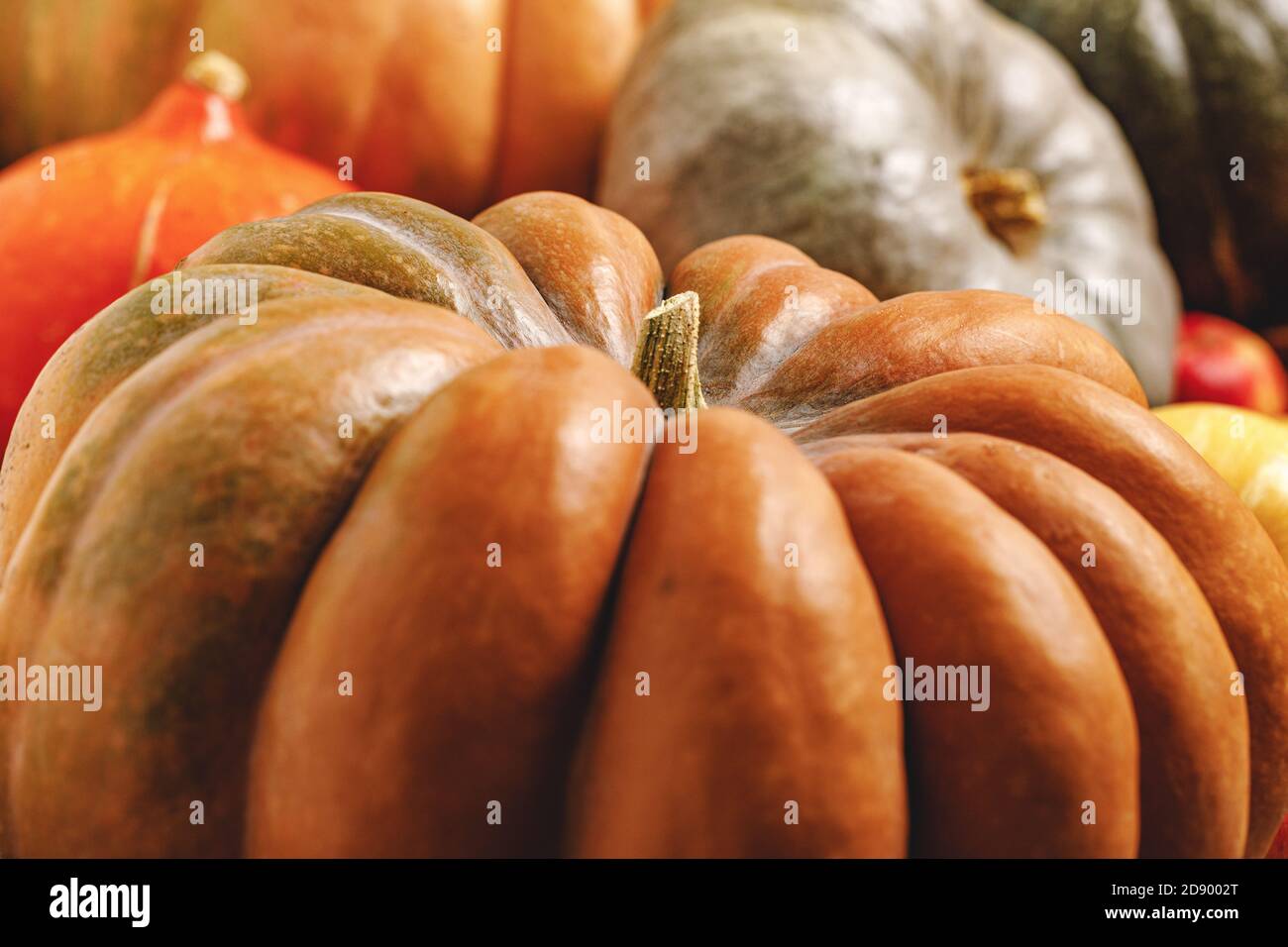 Close up of big pumpkin with tail Stock Photo - Alamy