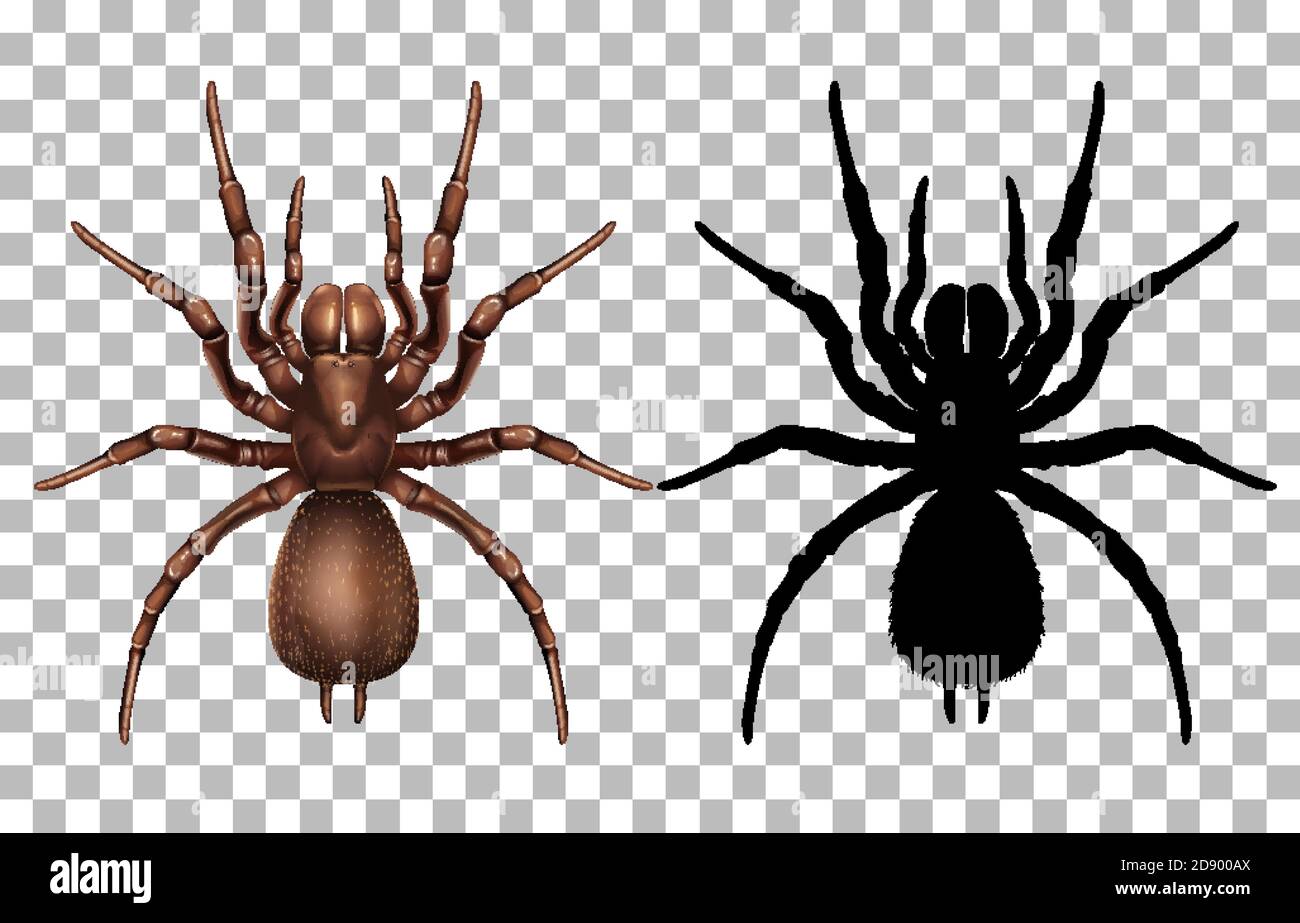 Spider on transparent background illustration Stock Vector Image & Art ...