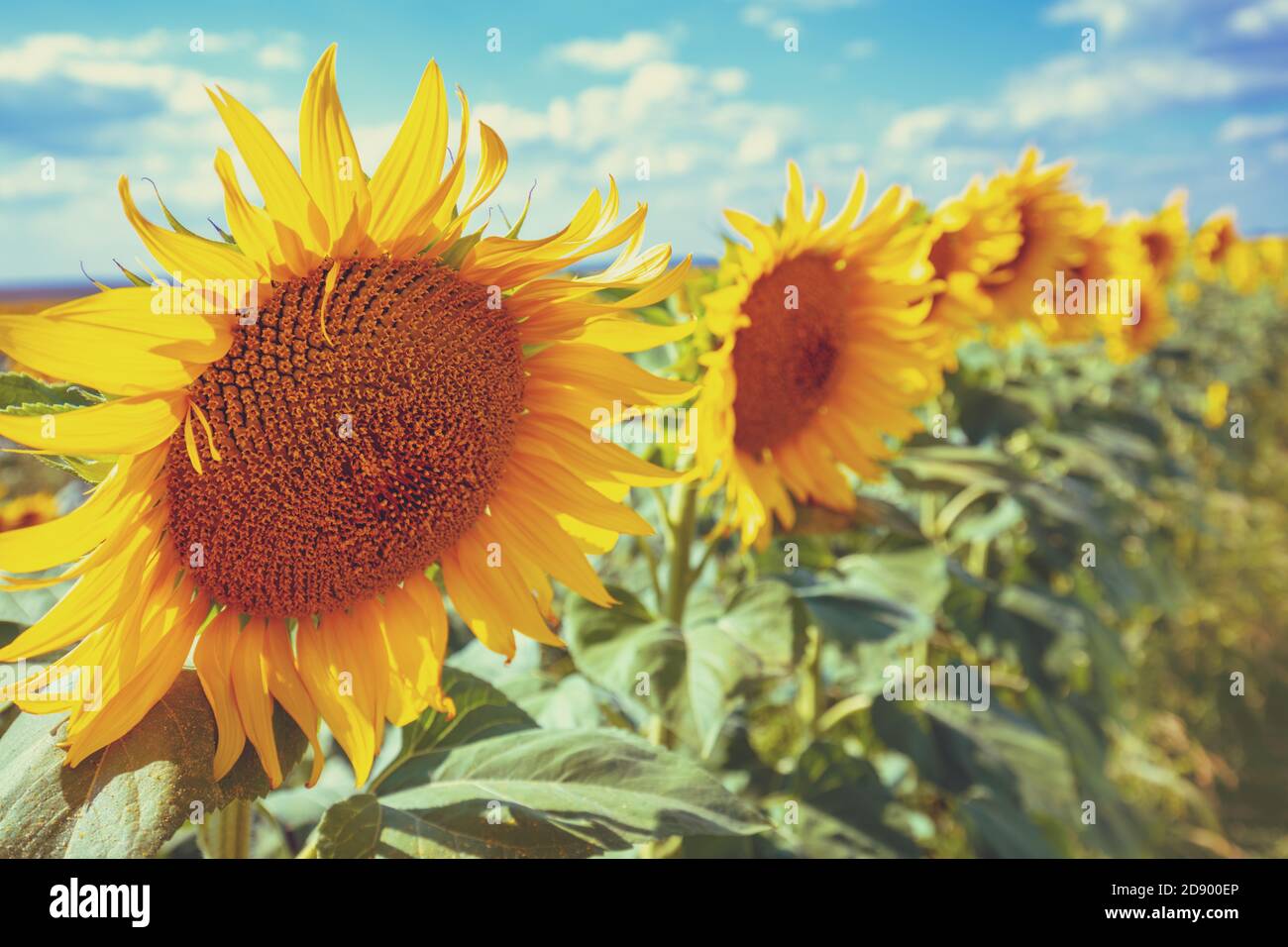 Summer landscape with sunflowers. Beautiful sunflower field ...