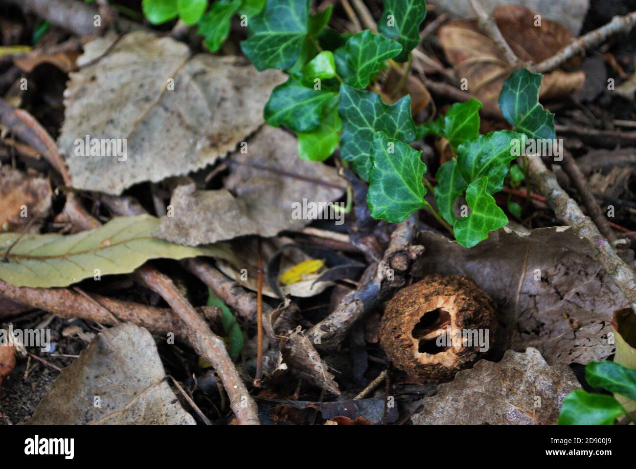 Walnut tree with nuts on ground hi-res stock photography and images - Alamy