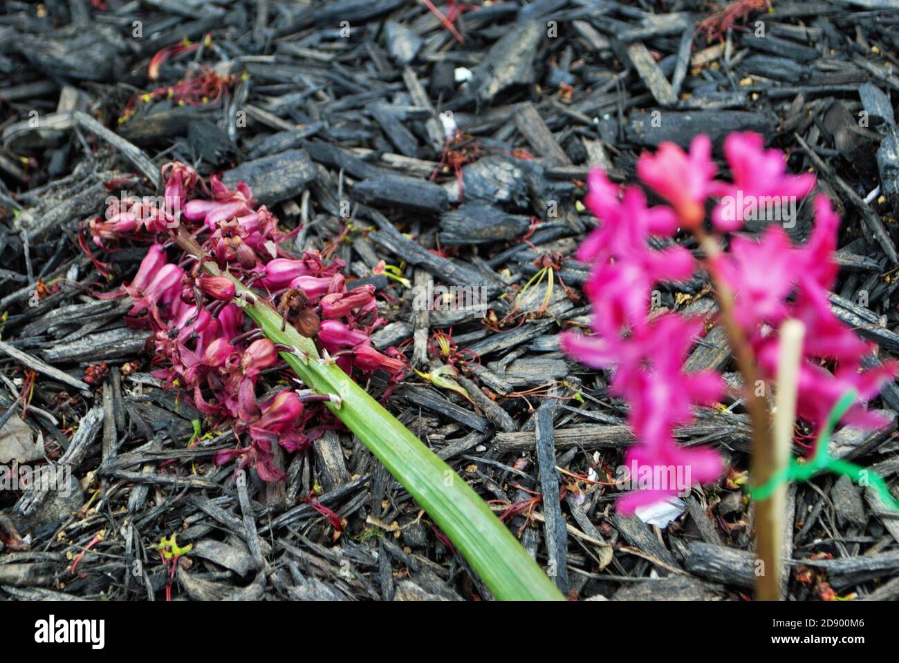 Hyacinth flower dying and rotting in the fall Stock Photo - Alamy