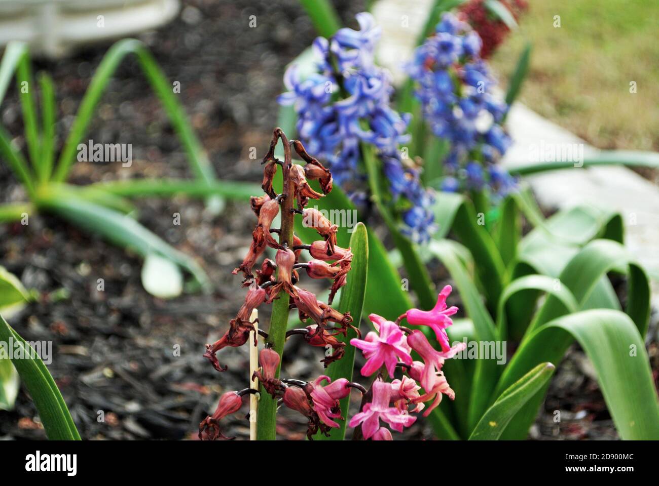 Dead pink hyacinth hi-res stock photography and images - Alamy