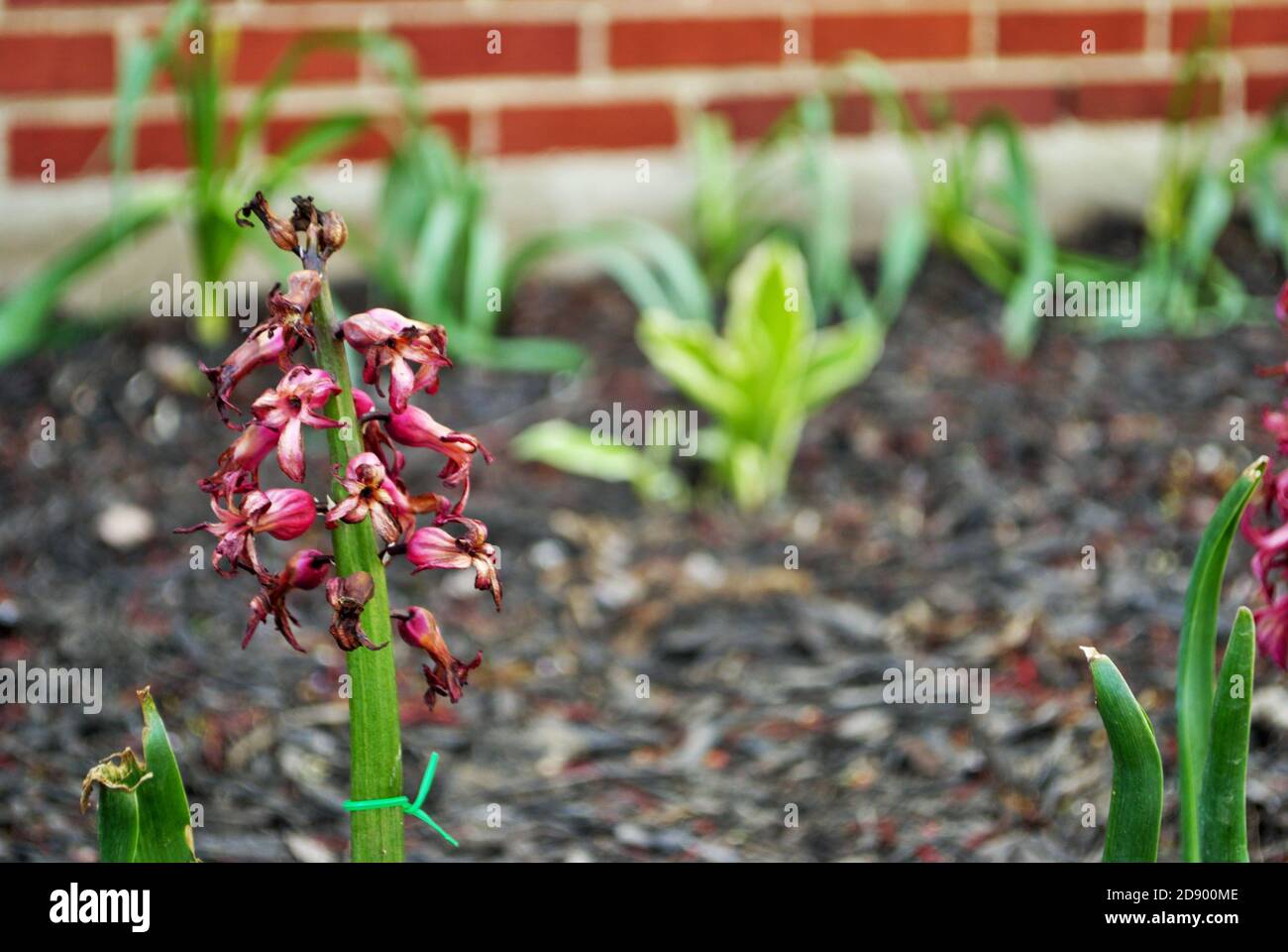 Dead pink hyacinth hi-res stock photography and images - Alamy