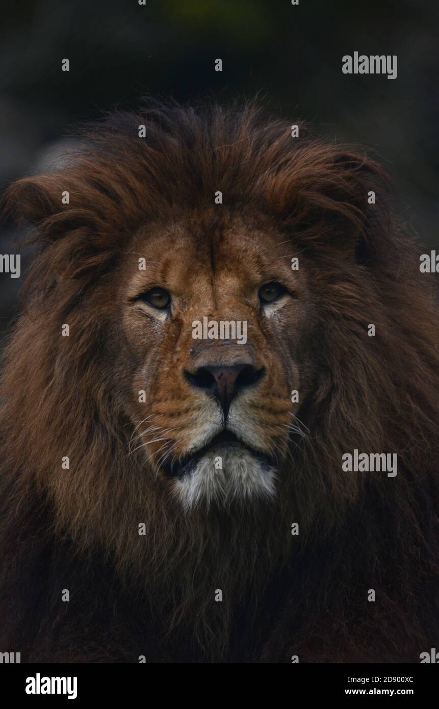 Lions de l'atlas hi-res stock photography and images - Alamy