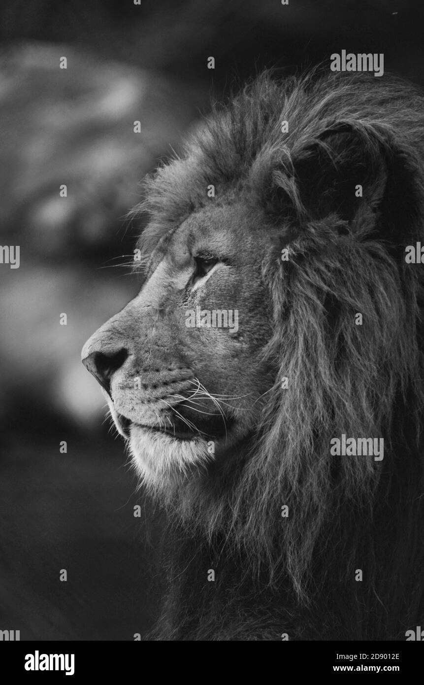 Lion de l'atlas (in a zoo in France 77) He is a leader. King Stock ...