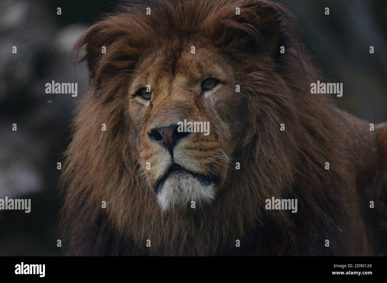 Lions de l'atlas hi-res stock photography and images - Alamy