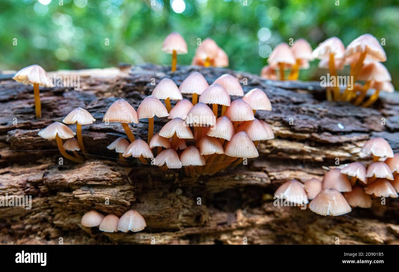 Mushrooms Grow On Fallen Tree High Resolution Stock Photography and ...