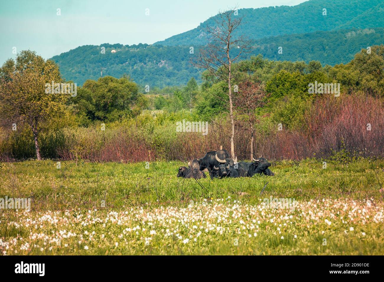 Resting water buffalo hi-res stock photography and images - Alamy