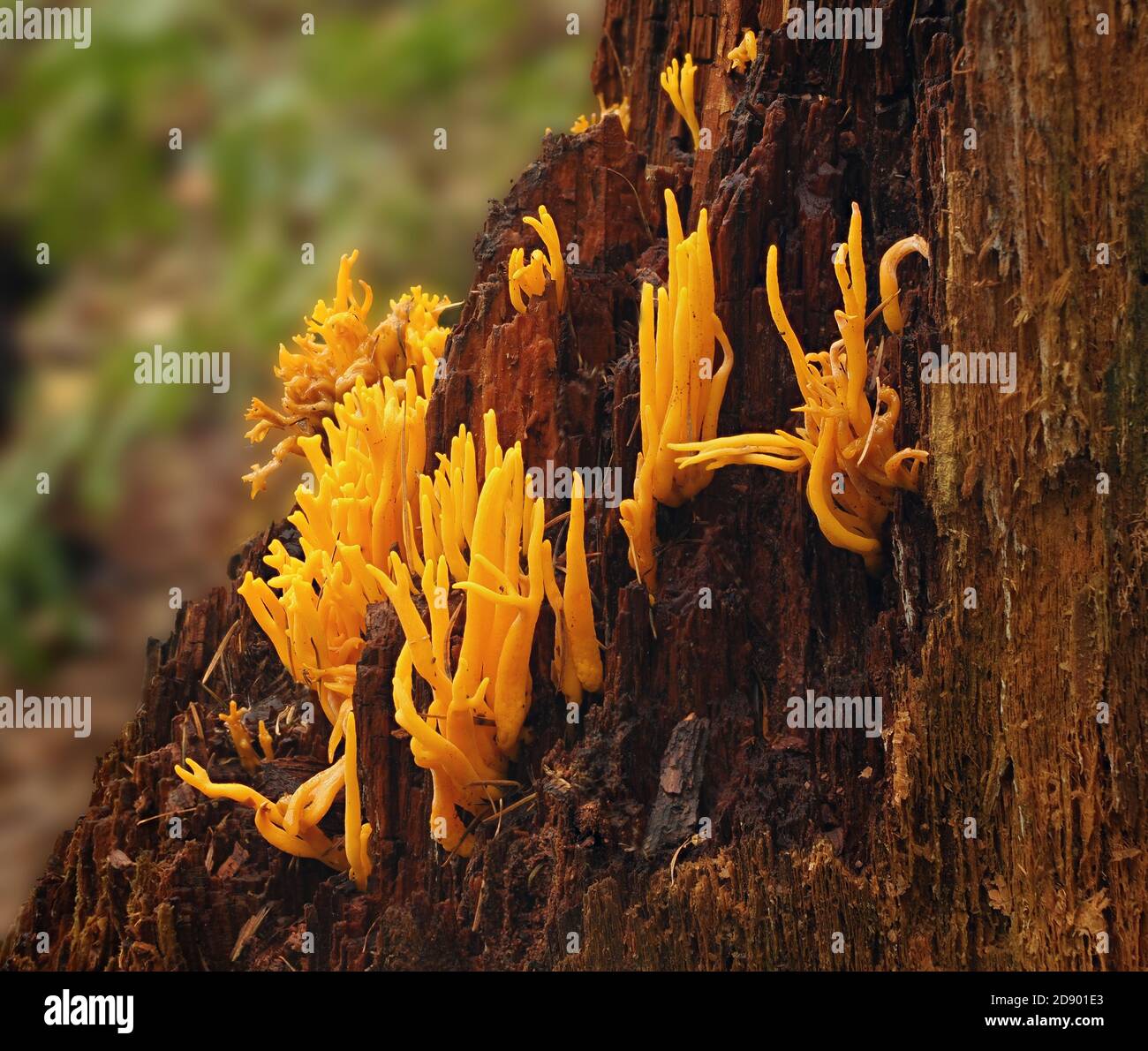 Yellow Stagshorn Calocera viscosa typically growing on rotting ...