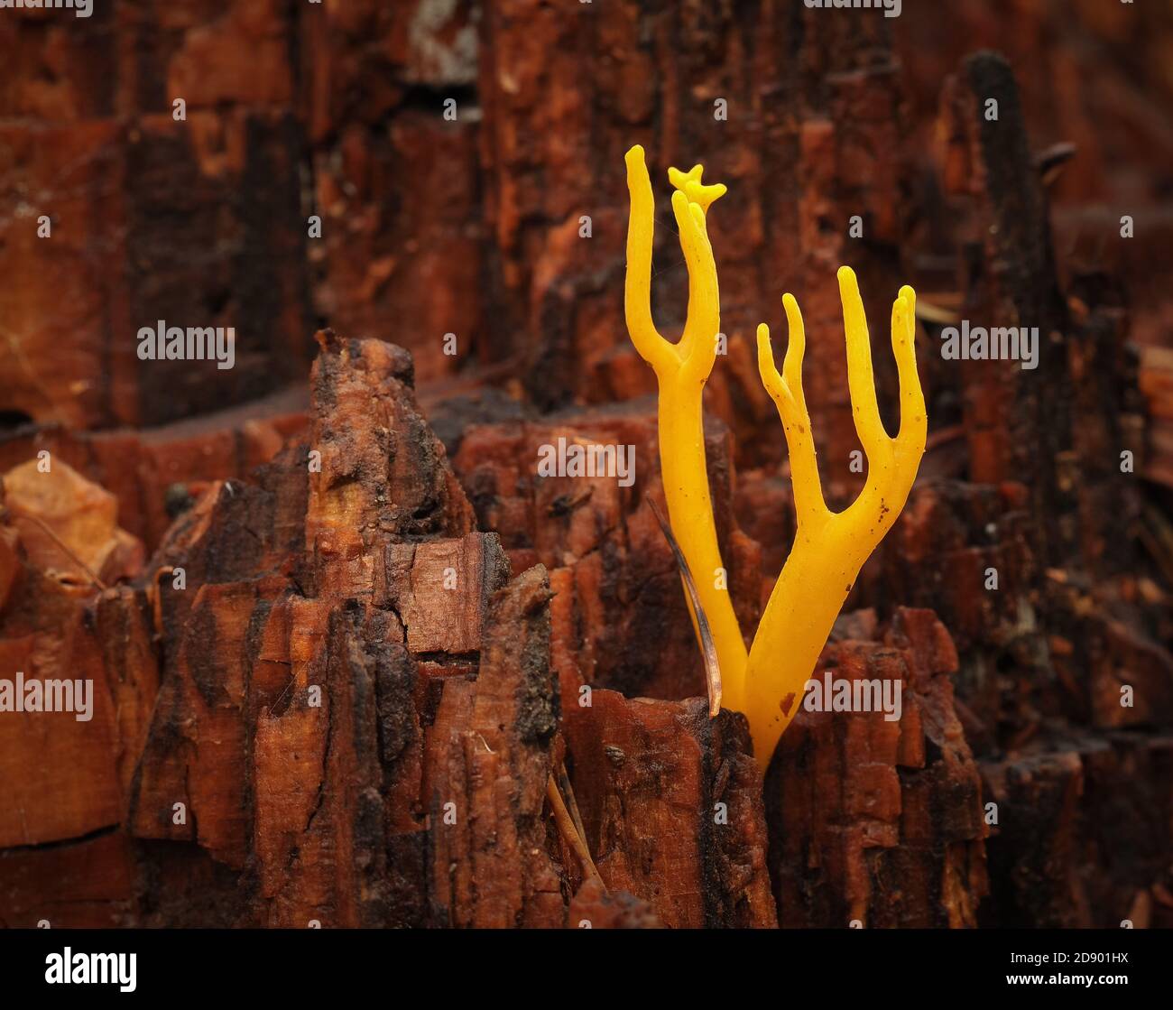 Yellow stags horn hi-res stock photography and images - Alamy