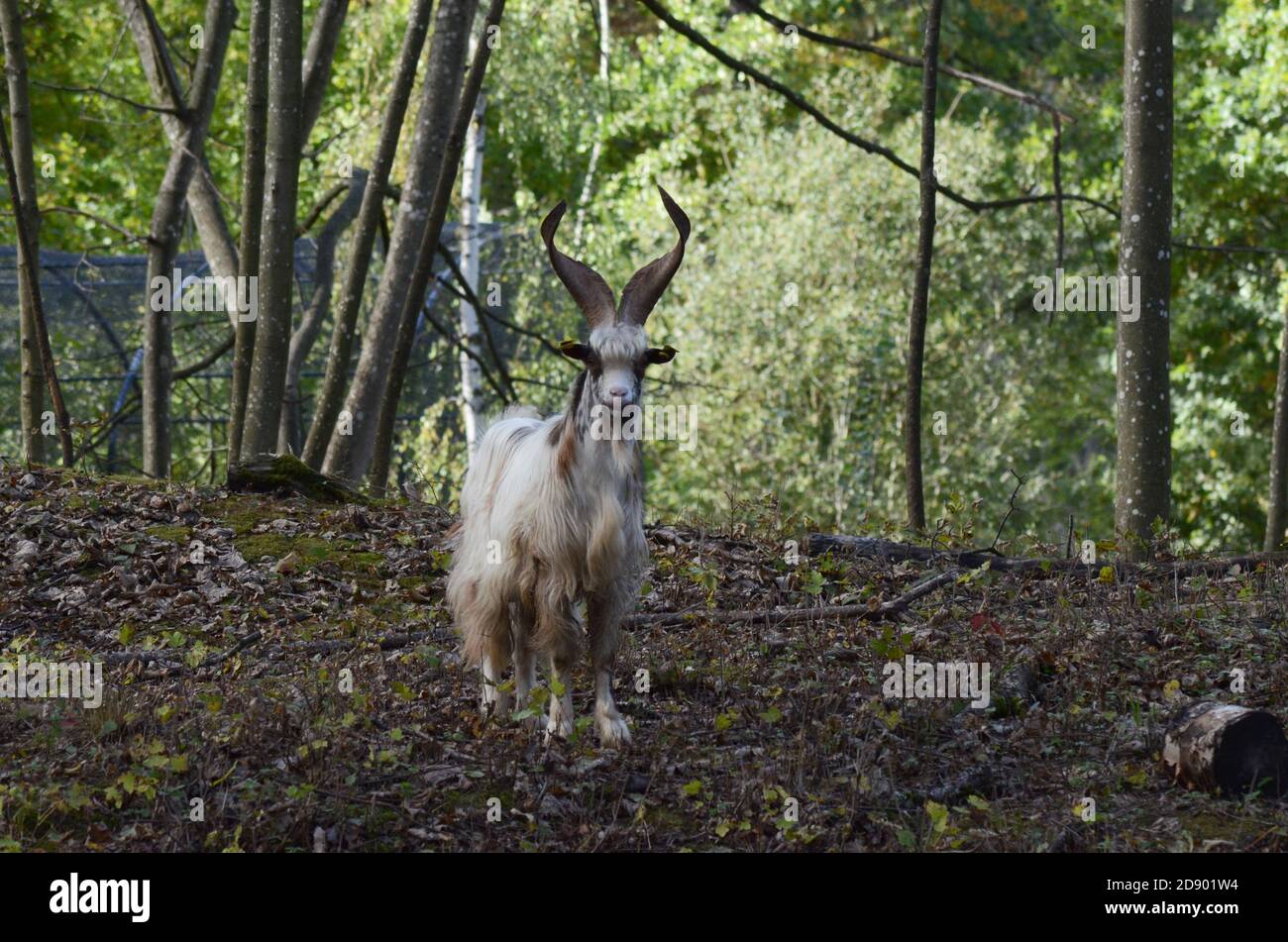Zooanimal hi-res stock photography and images - Alamy