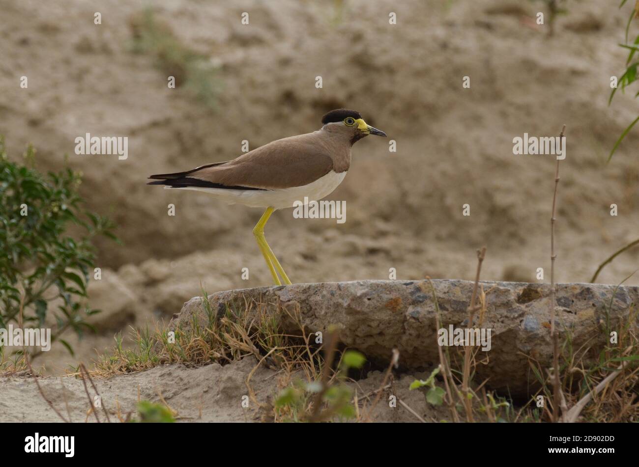 Adult yellow wattled lapwing hi-res stock photography and images - Alamy