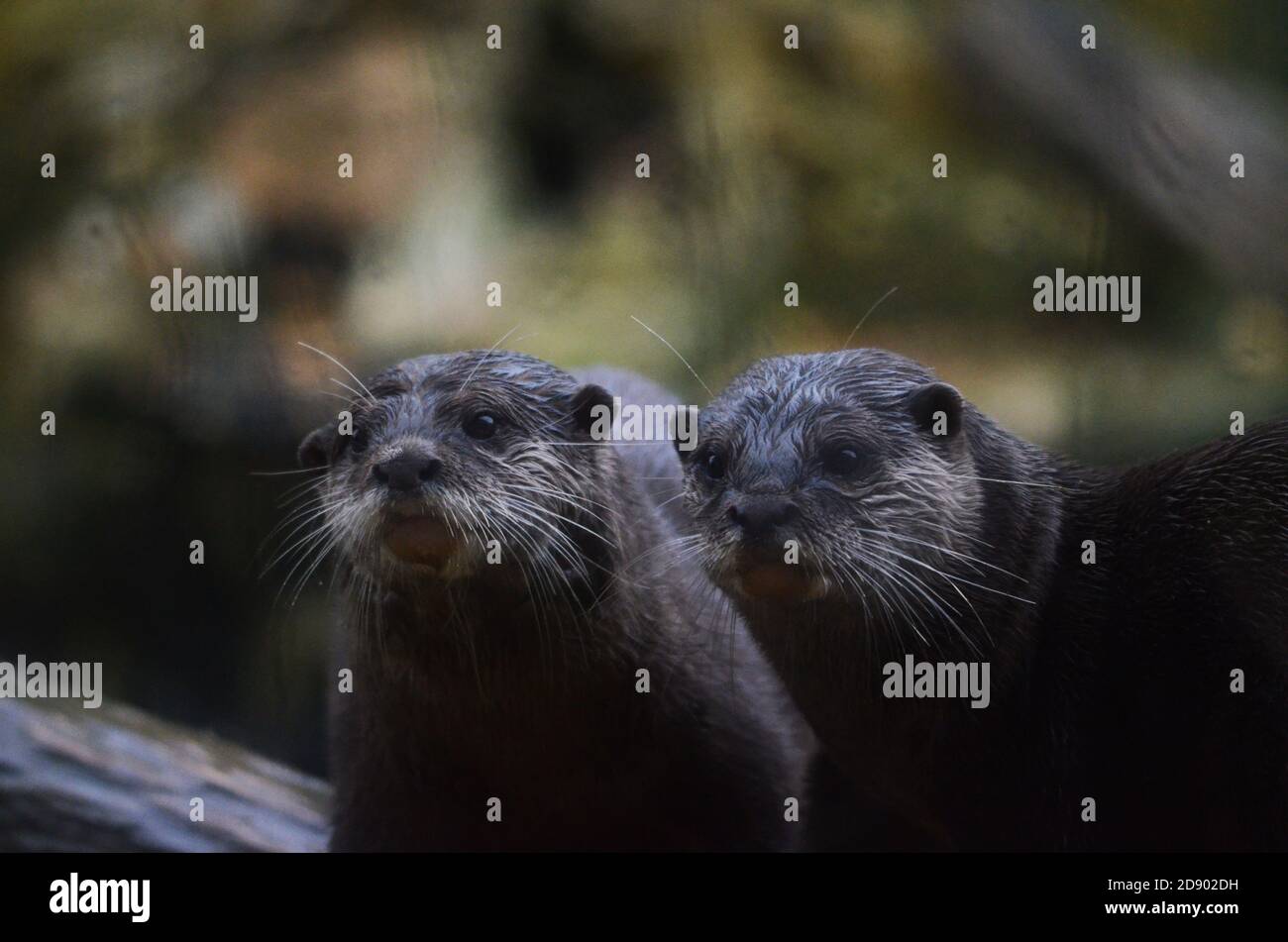 Animauxzoo hi-res stock photography and images - Alamy