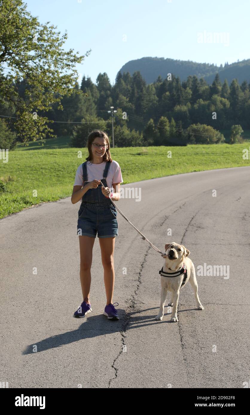 young girl walks the dog breed Labrador in the summer Stock Photo - Alamy
