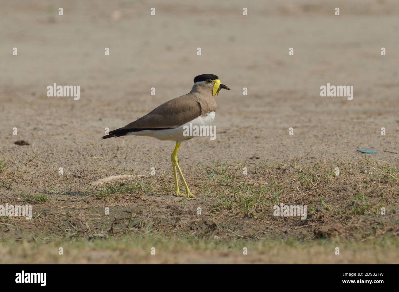 Adult yellow wattled lapwing hi-res stock photography and images - Alamy