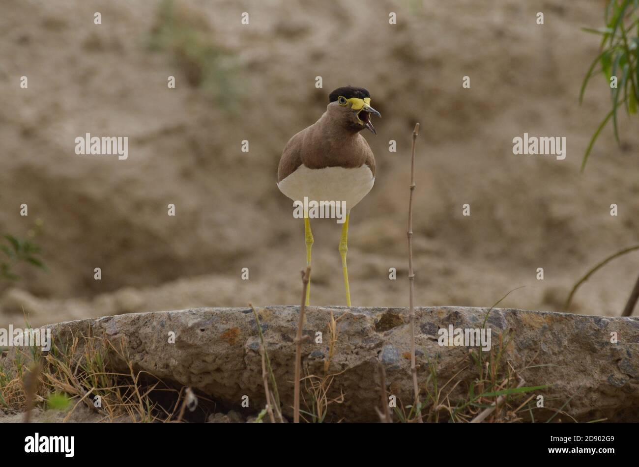 Yellow wattled lapwing Noida, Uttar Pradesh, India- July 13, 2019 ...