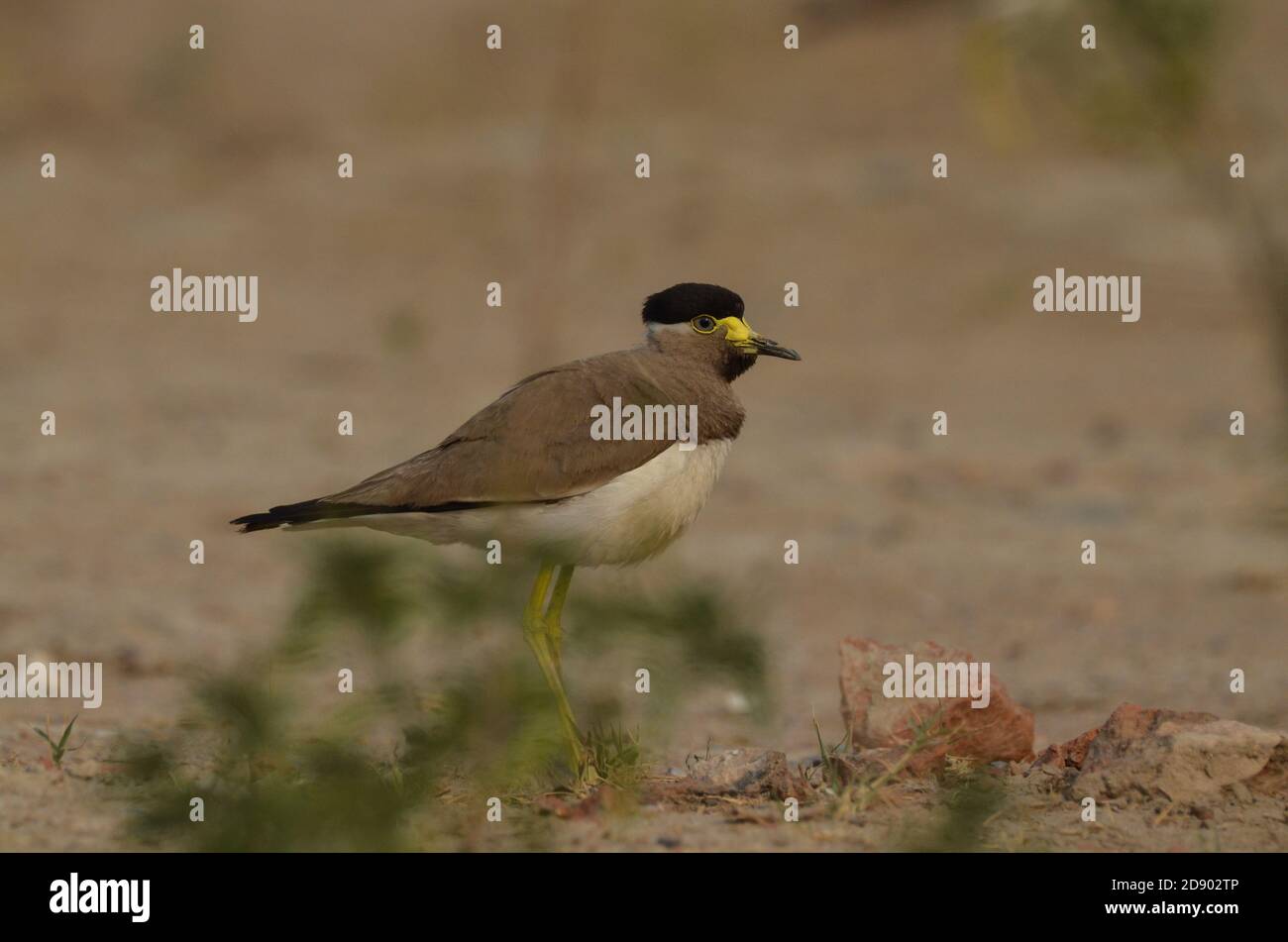Breeding plumage yellow wattled lapwing hi-res stock photography and ...