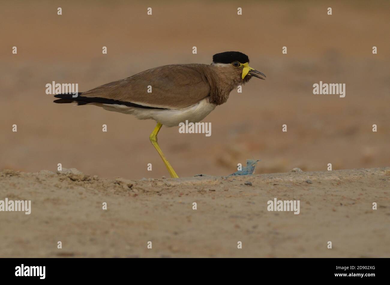 Yellow wattled lapwing, Noida, Uttar Pradesh, India- July 2, 2019: An ...