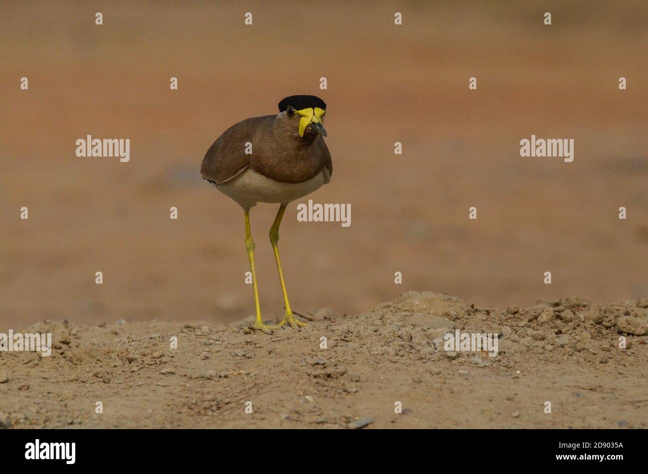 Yellow wattled lapwing, Noida, Uttar Pradesh, India- July 2, 2019: A ...