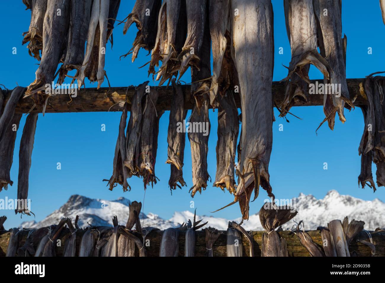 Fish Drying On Frame High Resolution Stock Photography and Images - Alamy