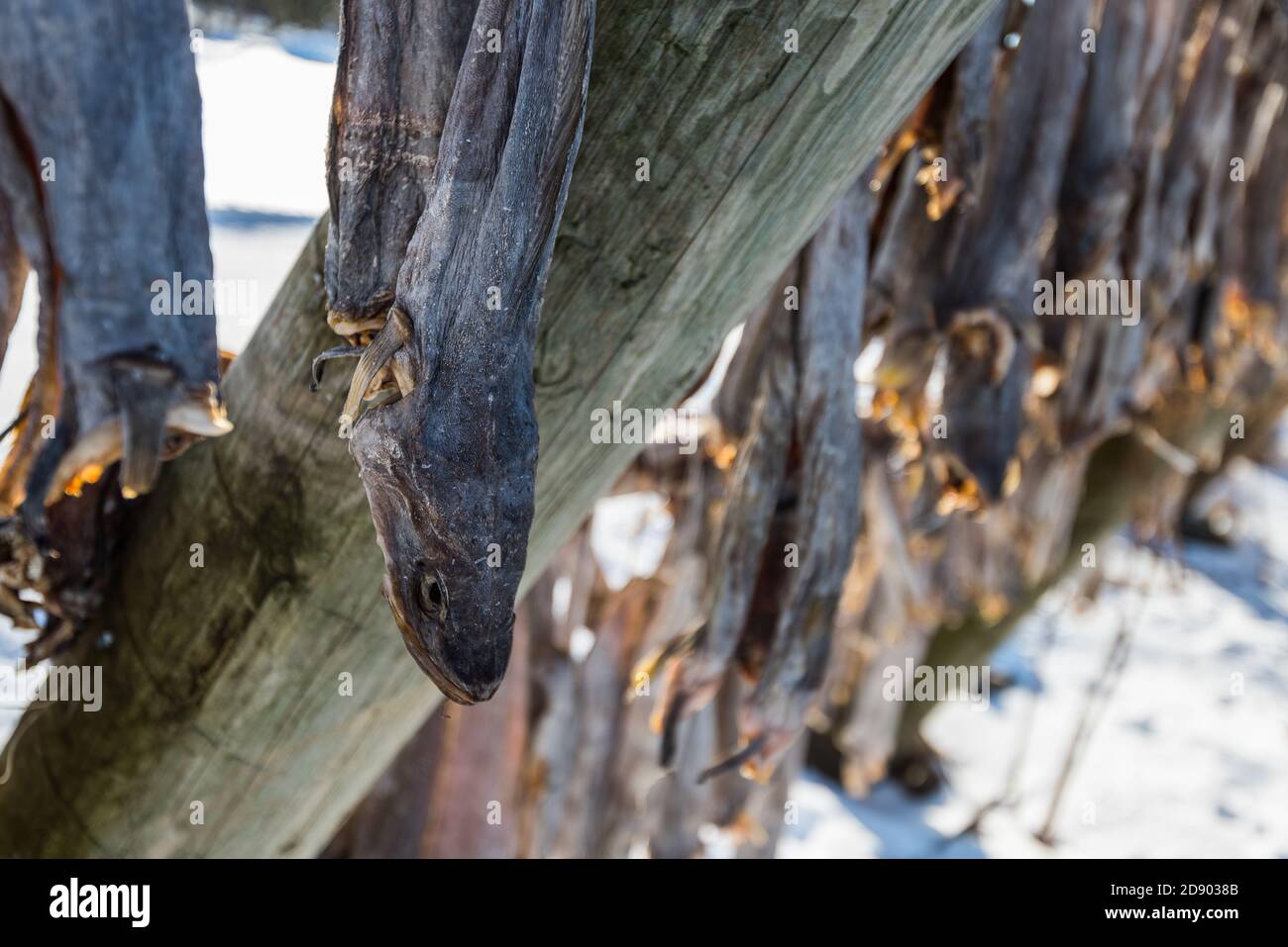 Giant wooden racks with tons of cod fish hanging in open sea air to dry ...