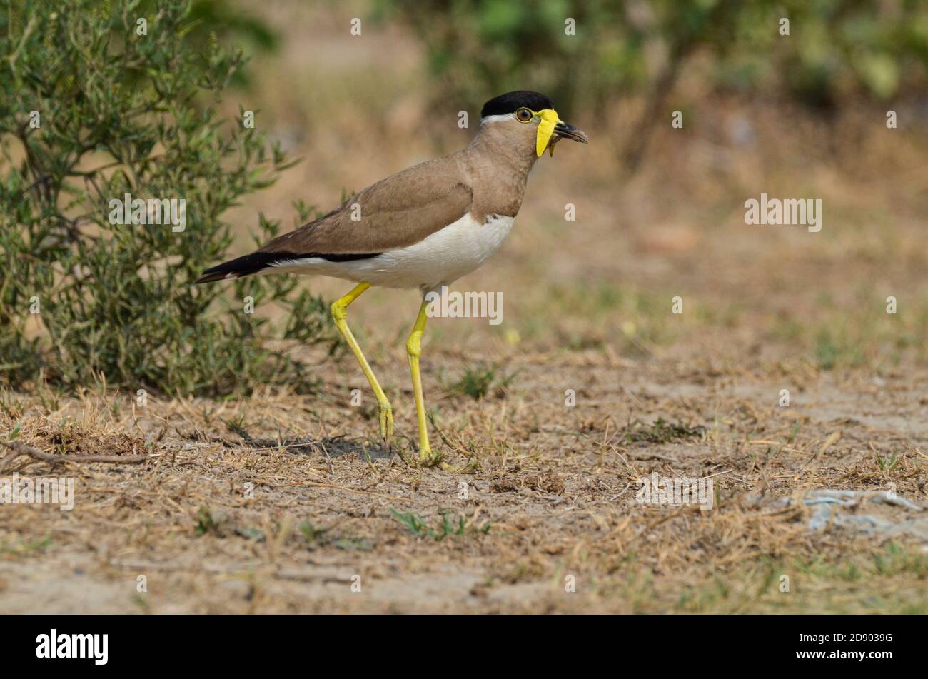 Yellow Wattled Lapwing, Noida, Uttar Pradesh, India- July 6, 2019: An ...