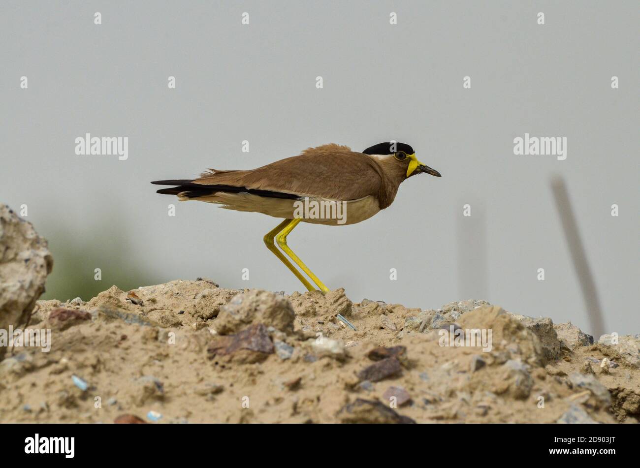 Yellow Wattled Lapwing, Noida, Uttar Pradesh, India- July 13, 2019: An ...