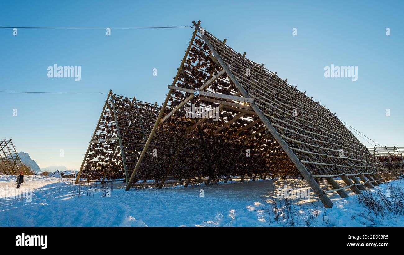 Giant wooden racks with tons of cod fish hanging in open sea air to dry ...