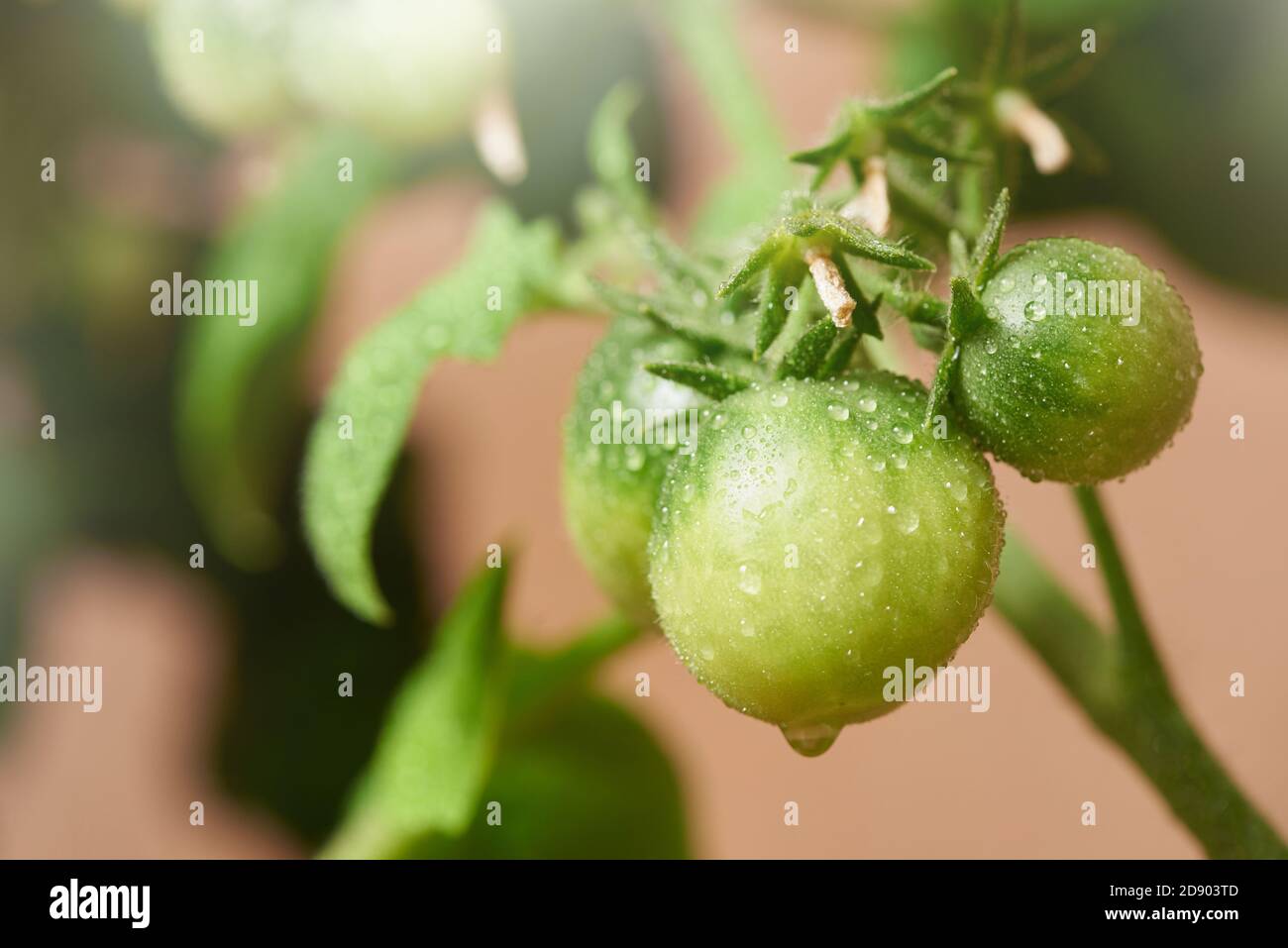 Ladybug tomatoes hi-res stock photography and images - Alamy