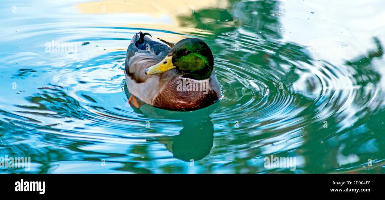 Reflex feathers hi-res stock photography and images - Alamy