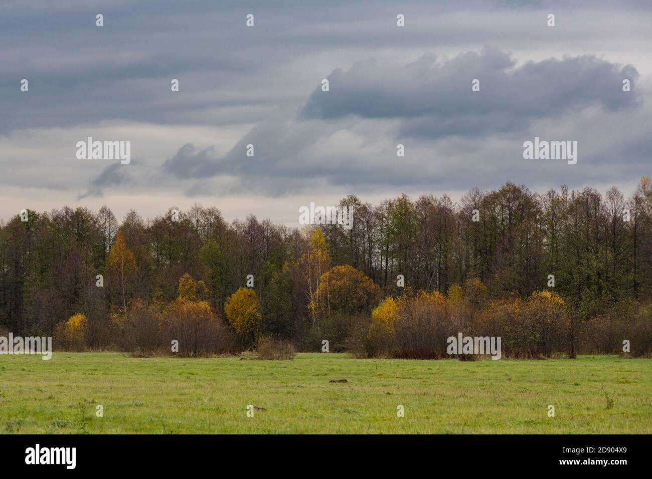 Gloomy weather tree fall hi-res stock photography and images - Alamy