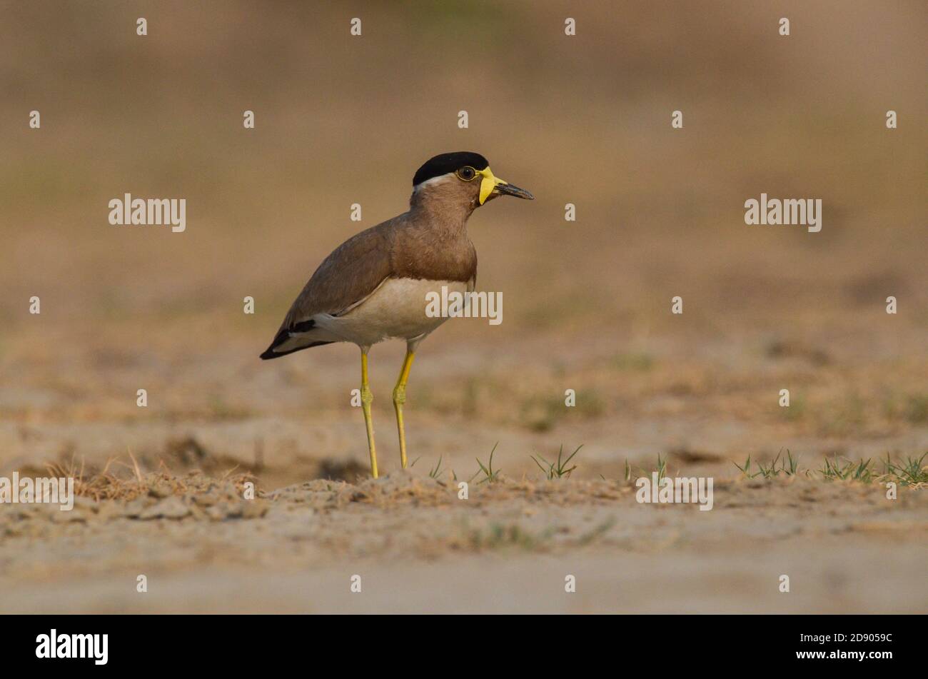 Yellow Wattled Lapwing, Noida, Uttar Pradesh, India- July 2, 2019: An ...