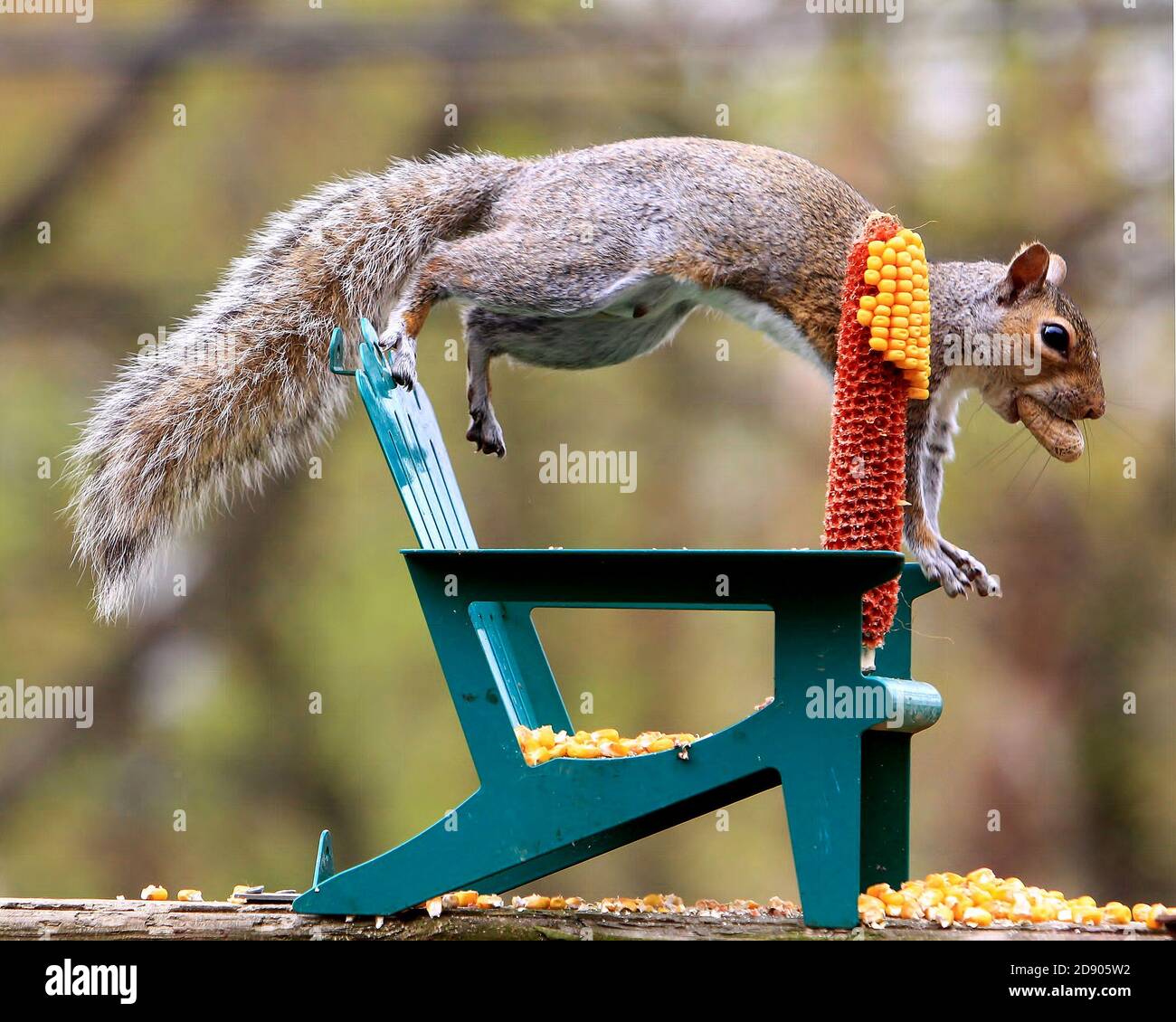 Squirrel captures a peanut and leaps over am initure garden seat Stock ...