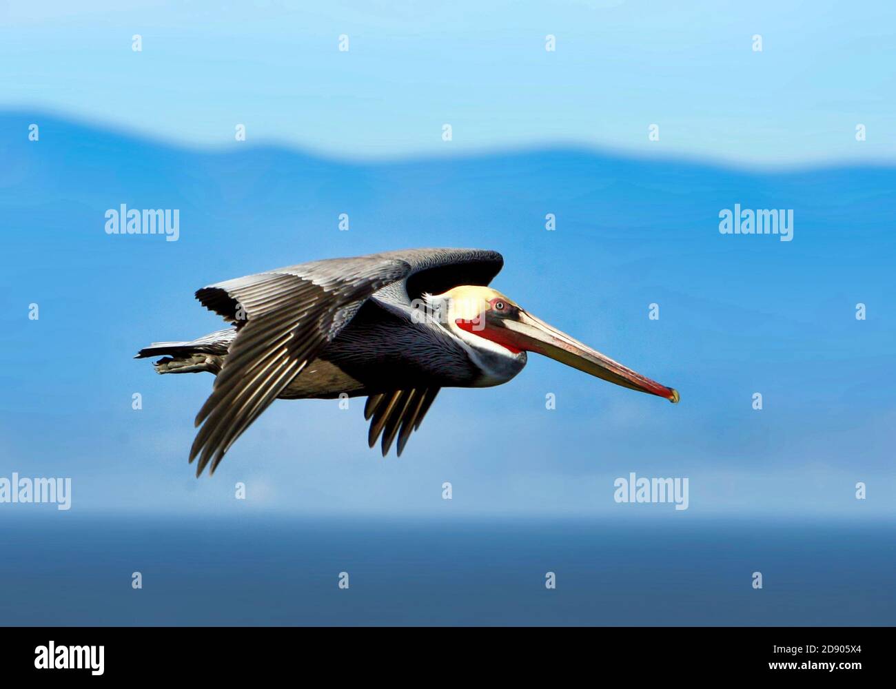 Pelican in flight over a mountain top Stock Photo - Alamy