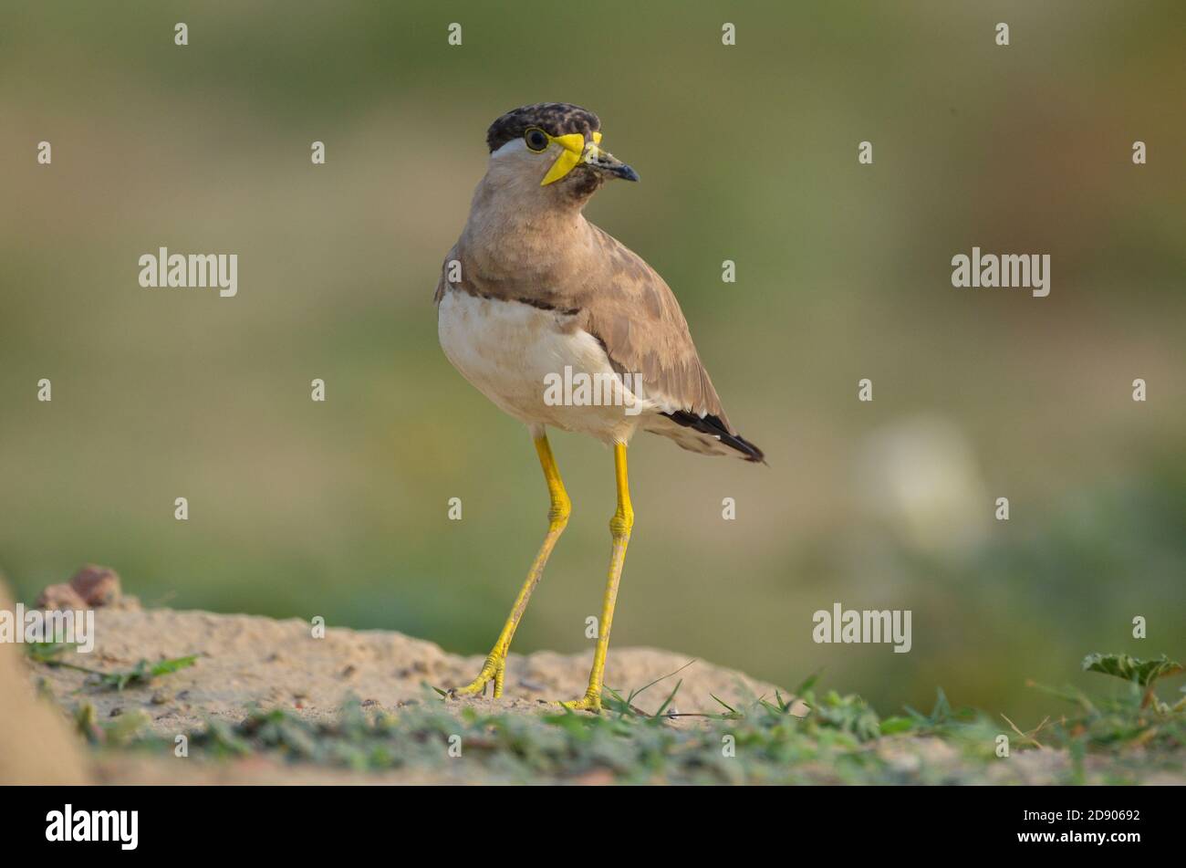 Yellow belly coloration hi-res stock photography and images - Alamy