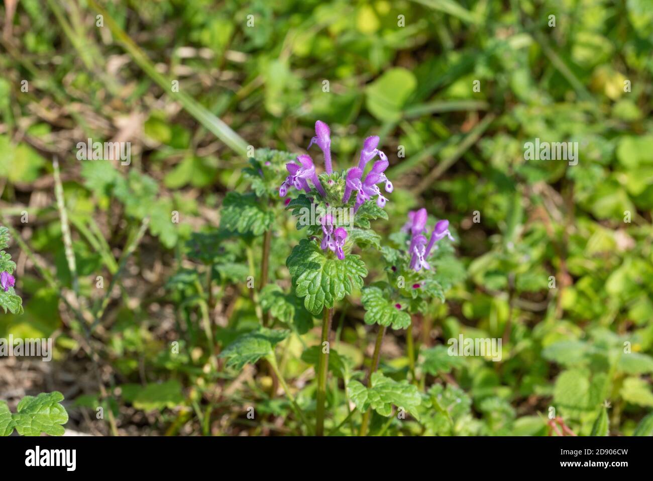 Common henbit (Lamium amplexicaule), Isehara City, Kanagawa Prefecture ...