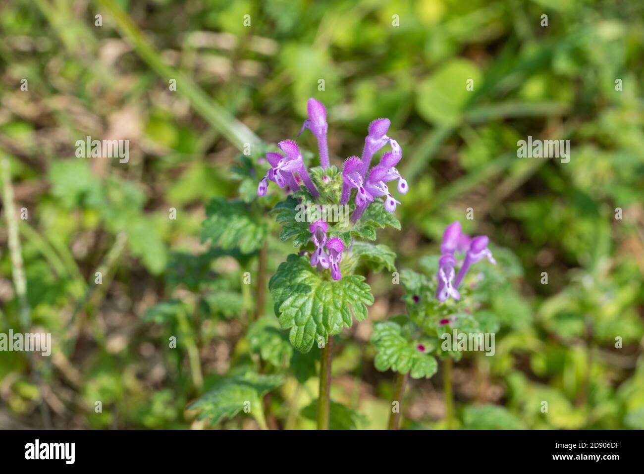Common henbit (Lamium amplexicaule), Isehara City, Kanagawa Prefecture ...