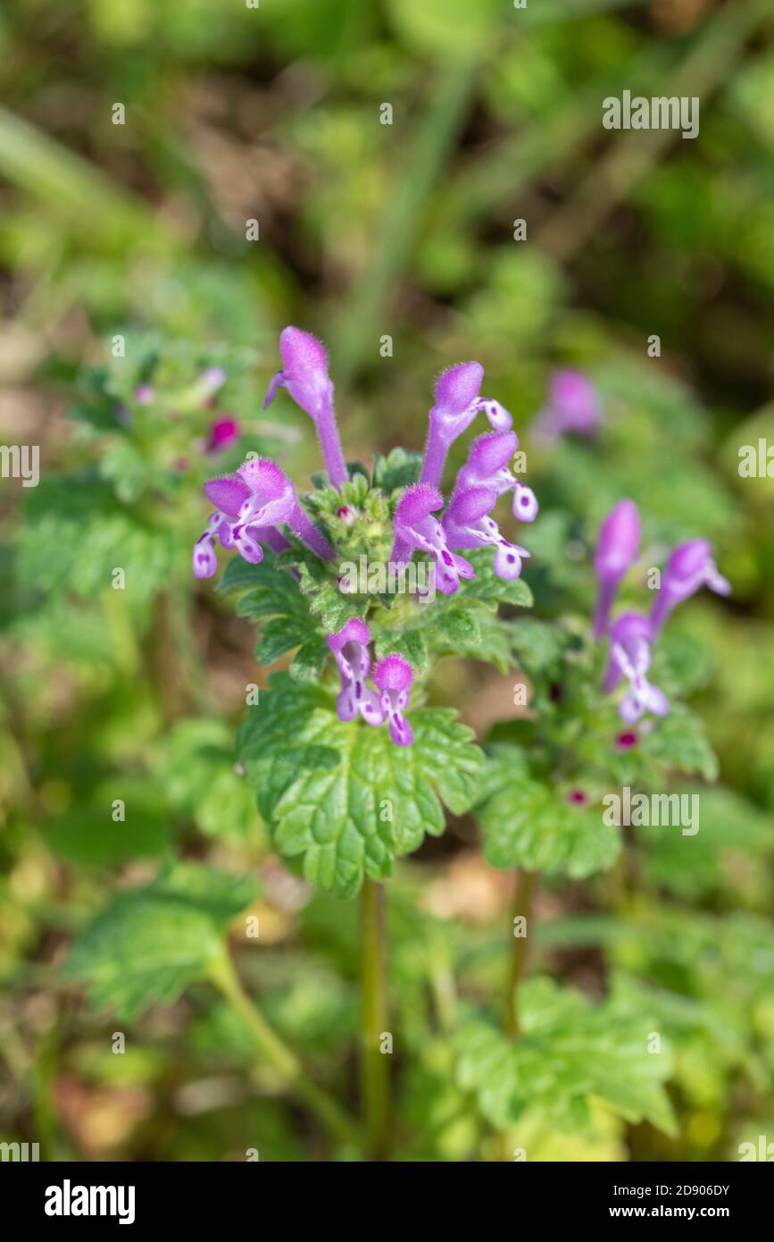 Common henbit (Lamium amplexicaule), Isehara City, Kanagawa Prefecture ...