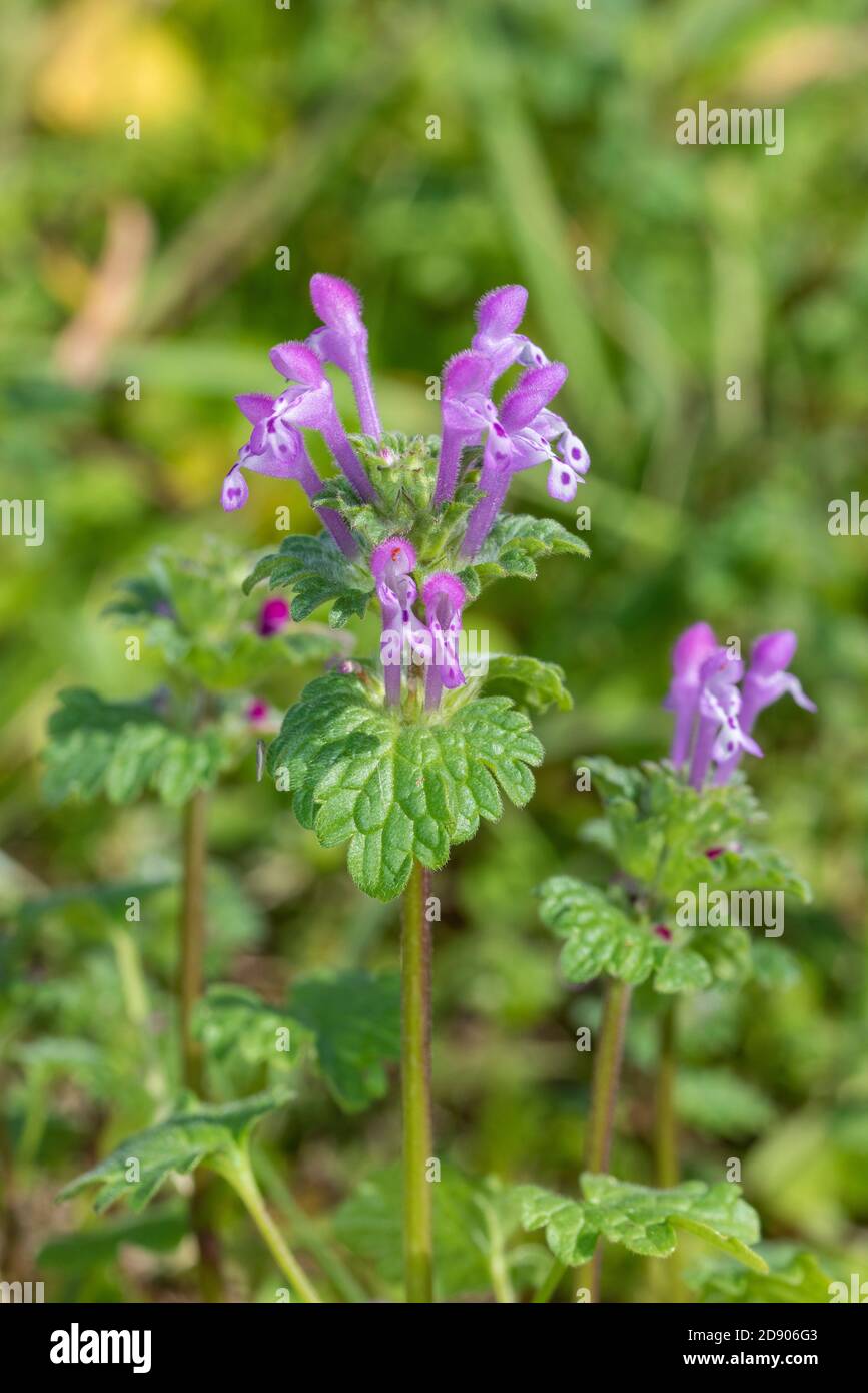 Common henbit (Lamium amplexicaule), Isehara City, Kanagawa Prefecture ...