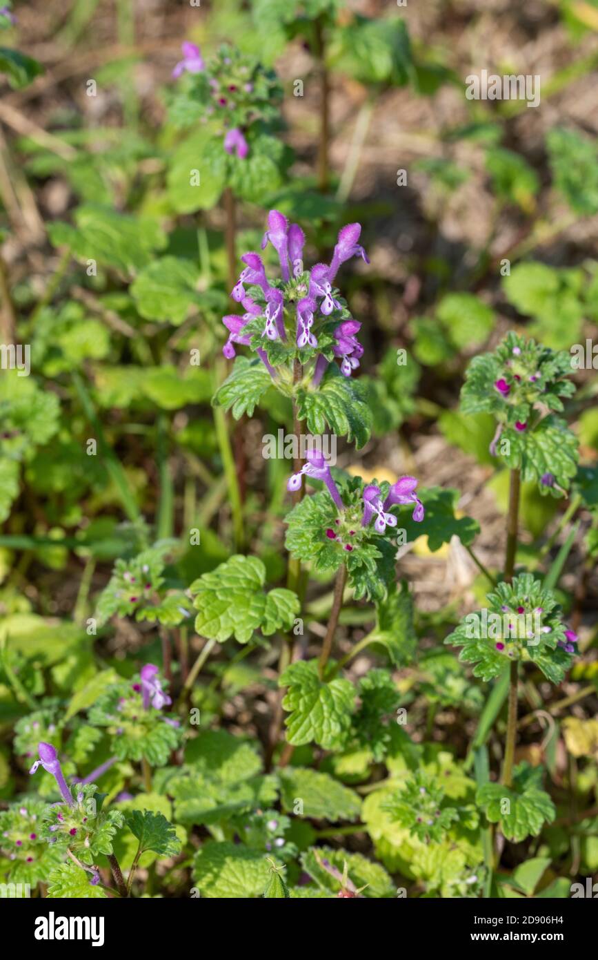Common henbit (Lamium amplexicaule), Isehara City, Kanagawa Prefecture ...