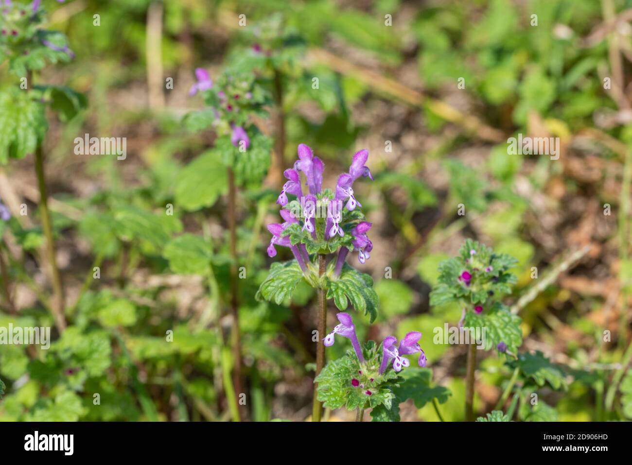Common henbit (Lamium amplexicaule), Isehara City, Kanagawa Prefecture ...