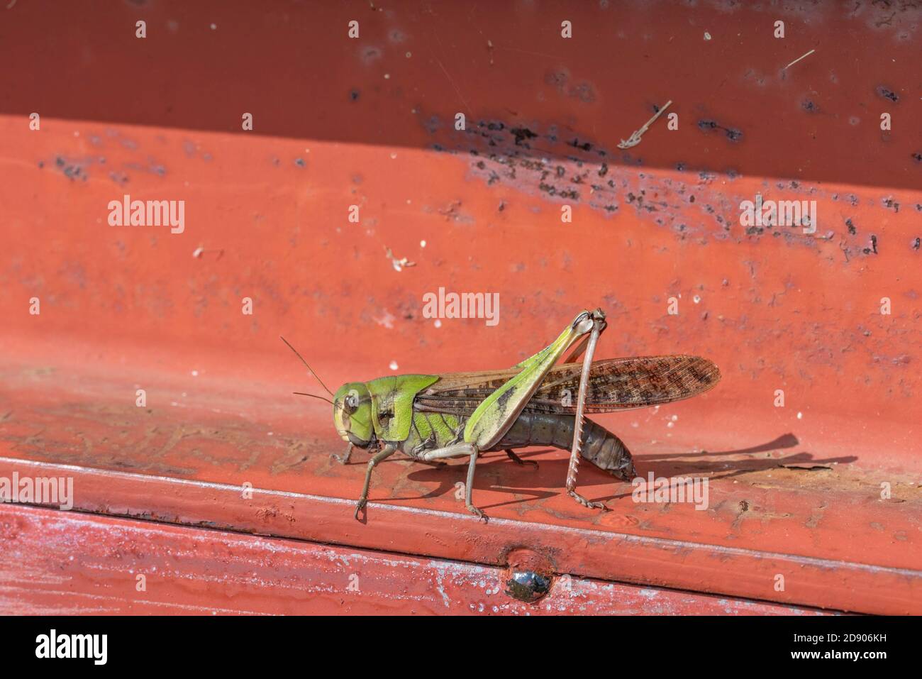 Locusta migratoria egg hi-res stock photography and images - Alamy