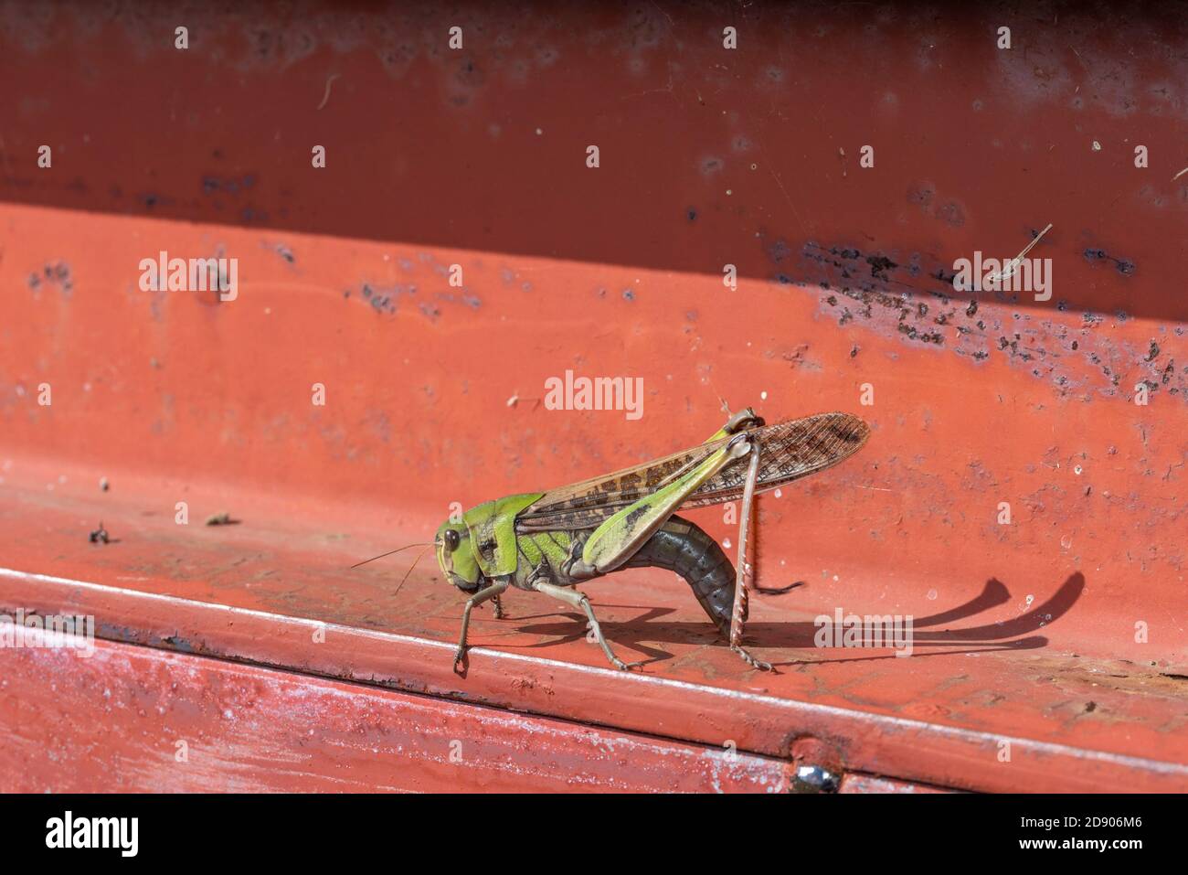 Locusta migratoria egg hi-res stock photography and images - Alamy