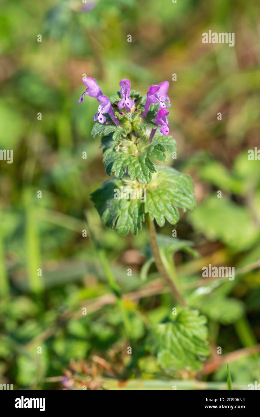 Common henbit (Lamium amplexicaule), Isehara City, Kanagawa Prefecture ...