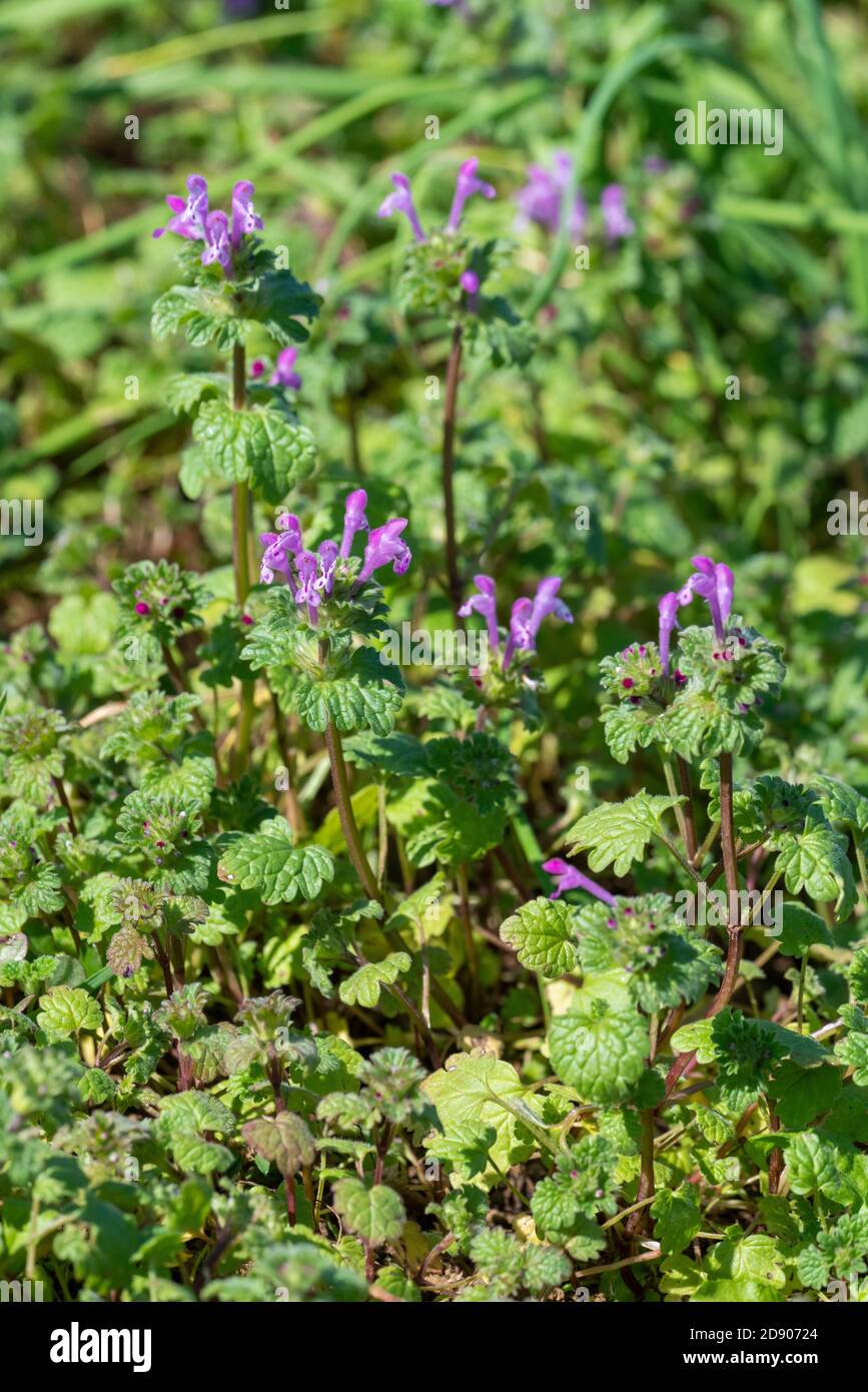 Common henbit (Lamium amplexicaule), Isehara City, Kanagawa Prefecture ...