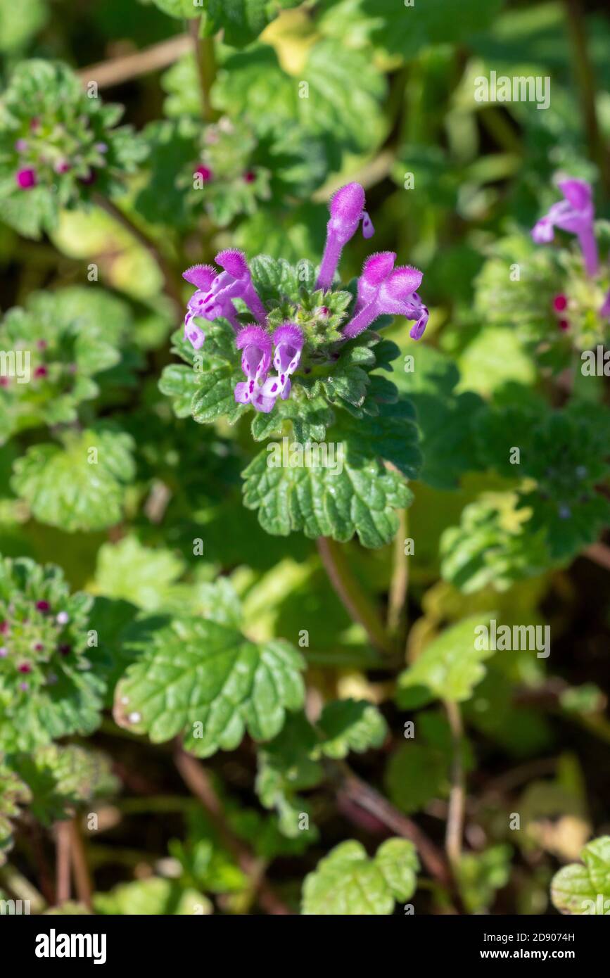 Common henbit (Lamium amplexicaule), Isehara City, Kanagawa Prefecture ...