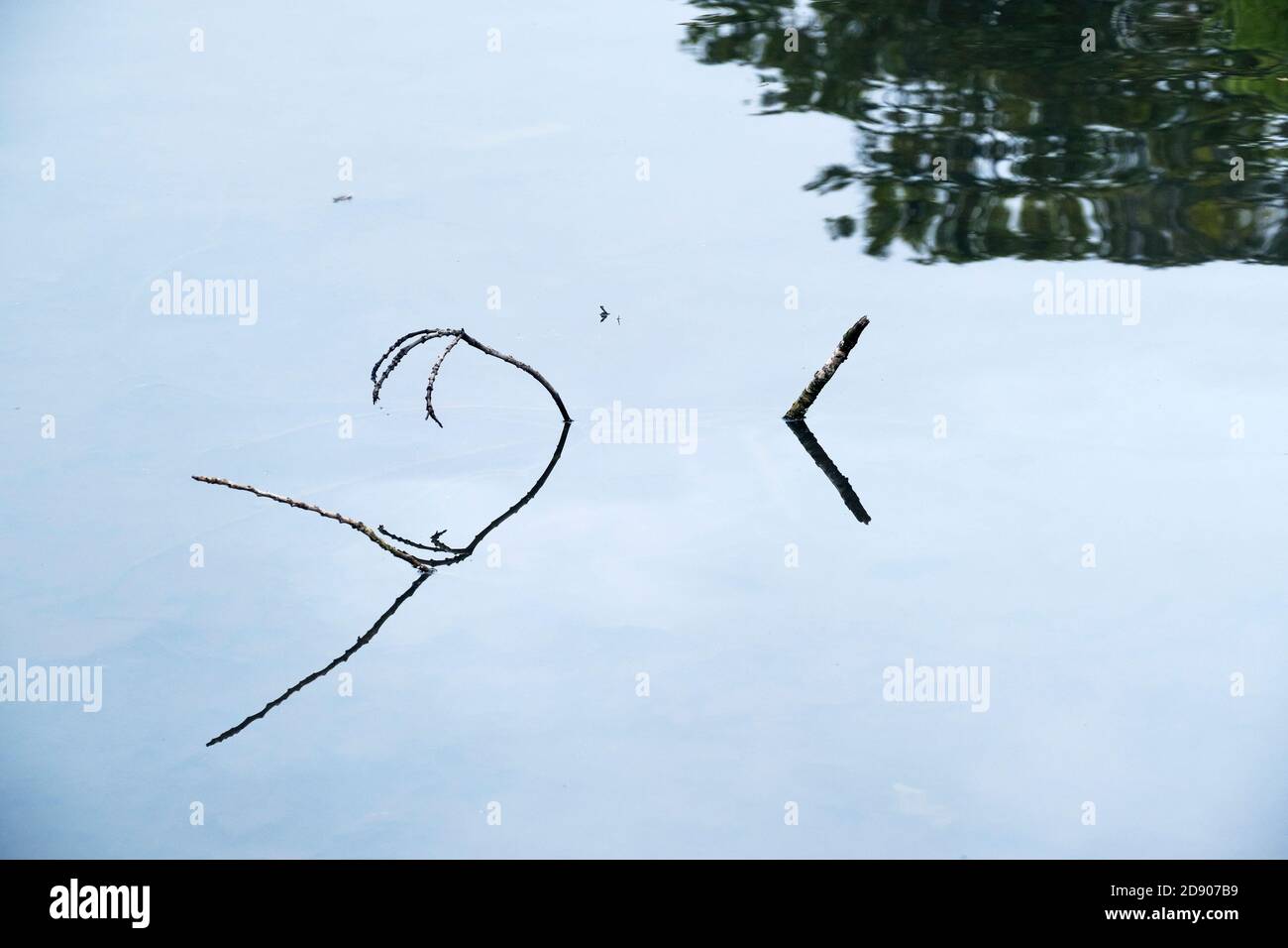 Lake protruding branches hi-res stock photography and images - Alamy