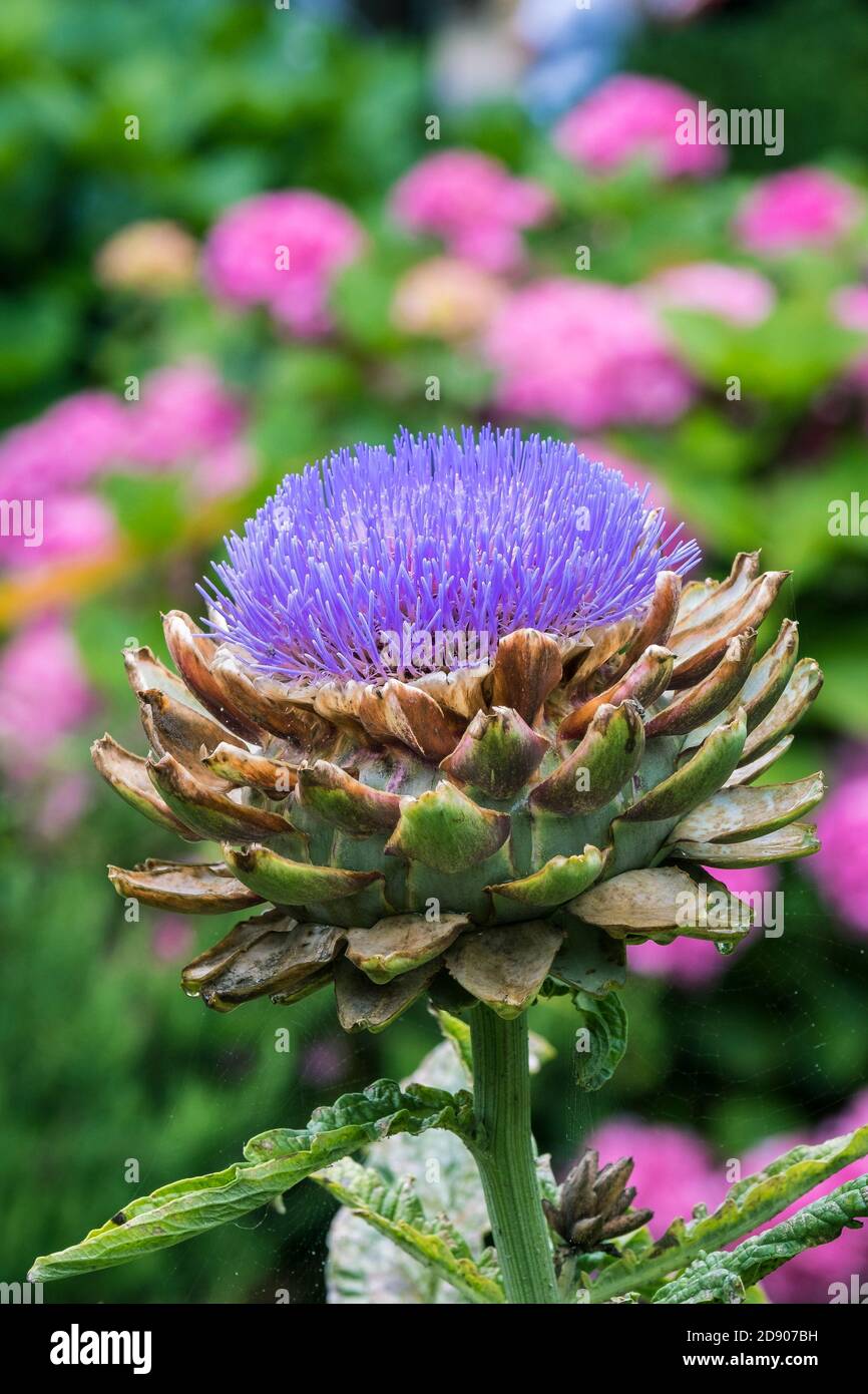 Cynara cardunculus Cardoon Stock Photo - Alamy