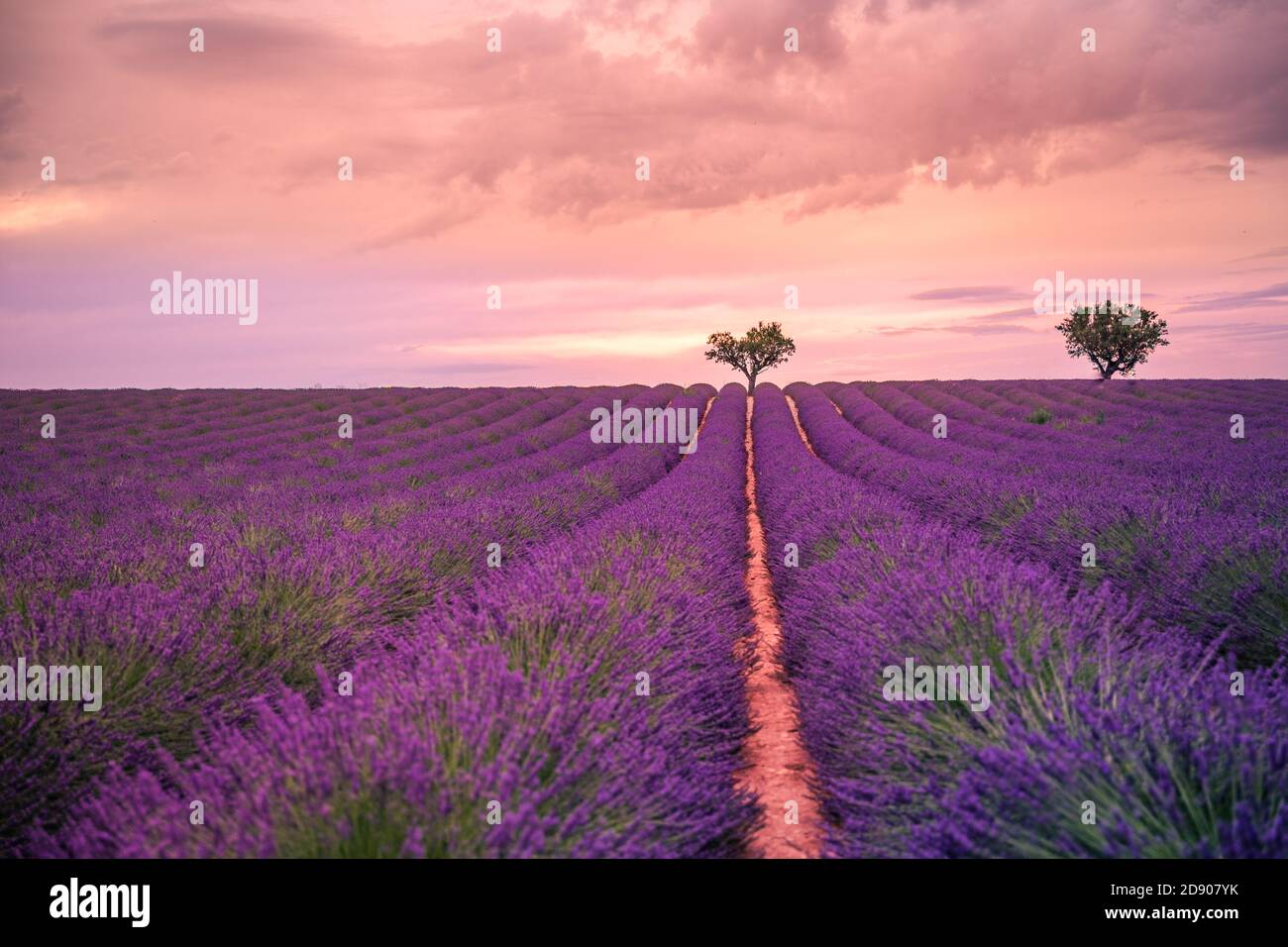 Panoramic view of French lavender field at sunset. Sunset over a violet lavender field in ...